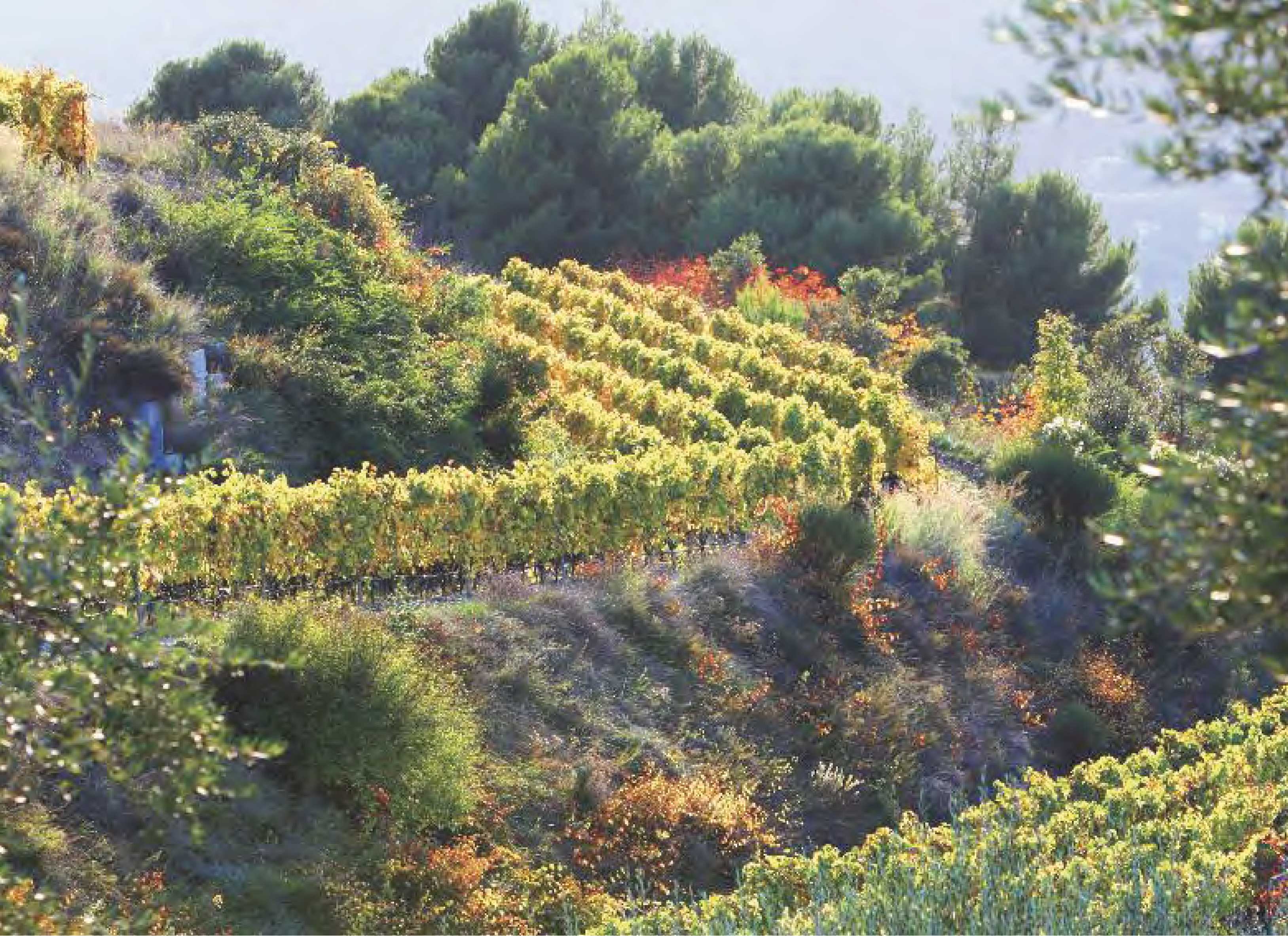 Les Vins de Bellet - Route viticole - Nice